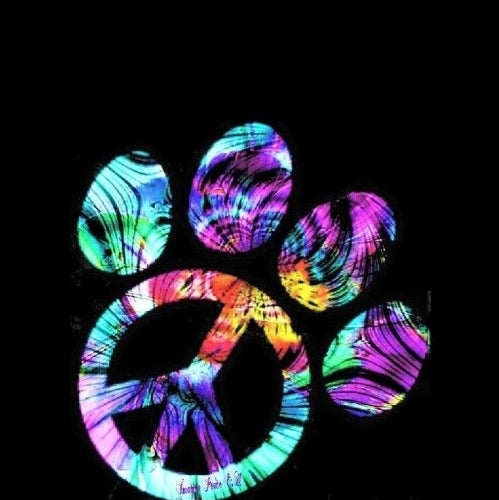 Phil Quast on BuzzFeed