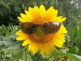 Addison Howe on BuzzFeed