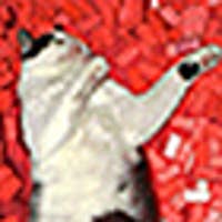 FlippyCat (flippycat) on BuzzFeed