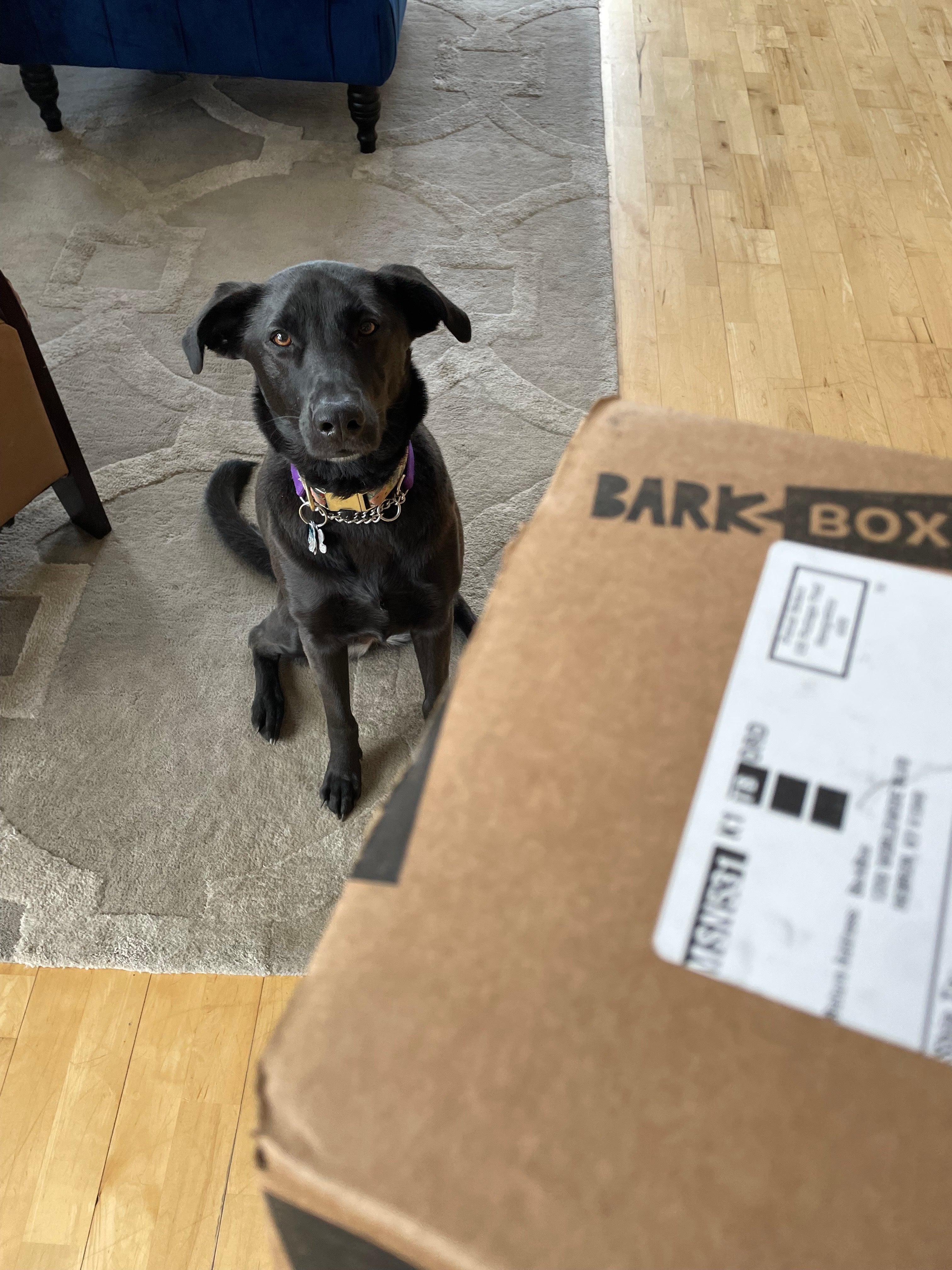 24 Useful Products For Your Dog