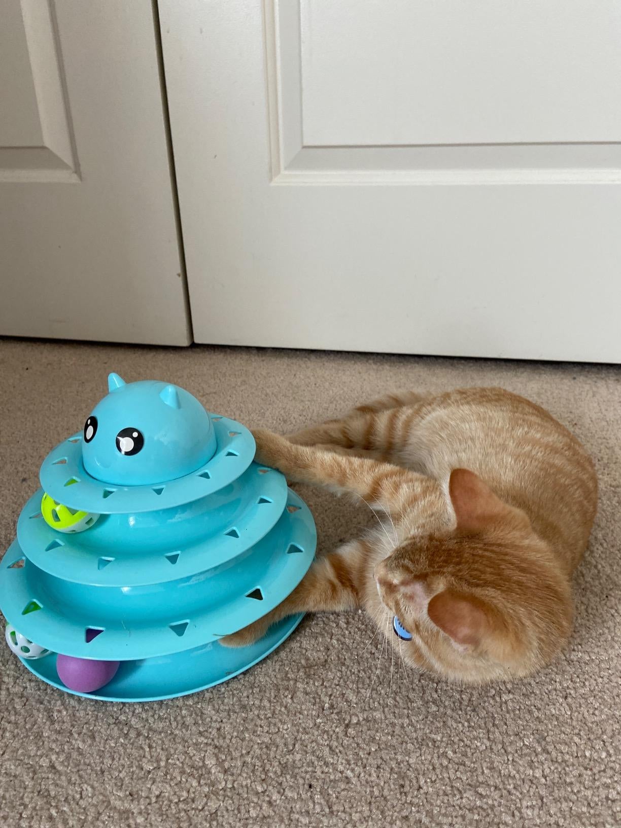 32 Things For Anyone With A Bossy Cat