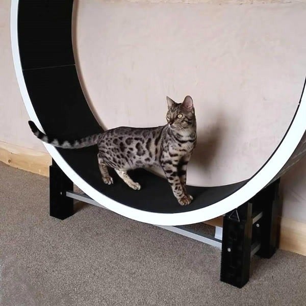 15 Best Cat Exercise Wheels Your Cat Will Love
