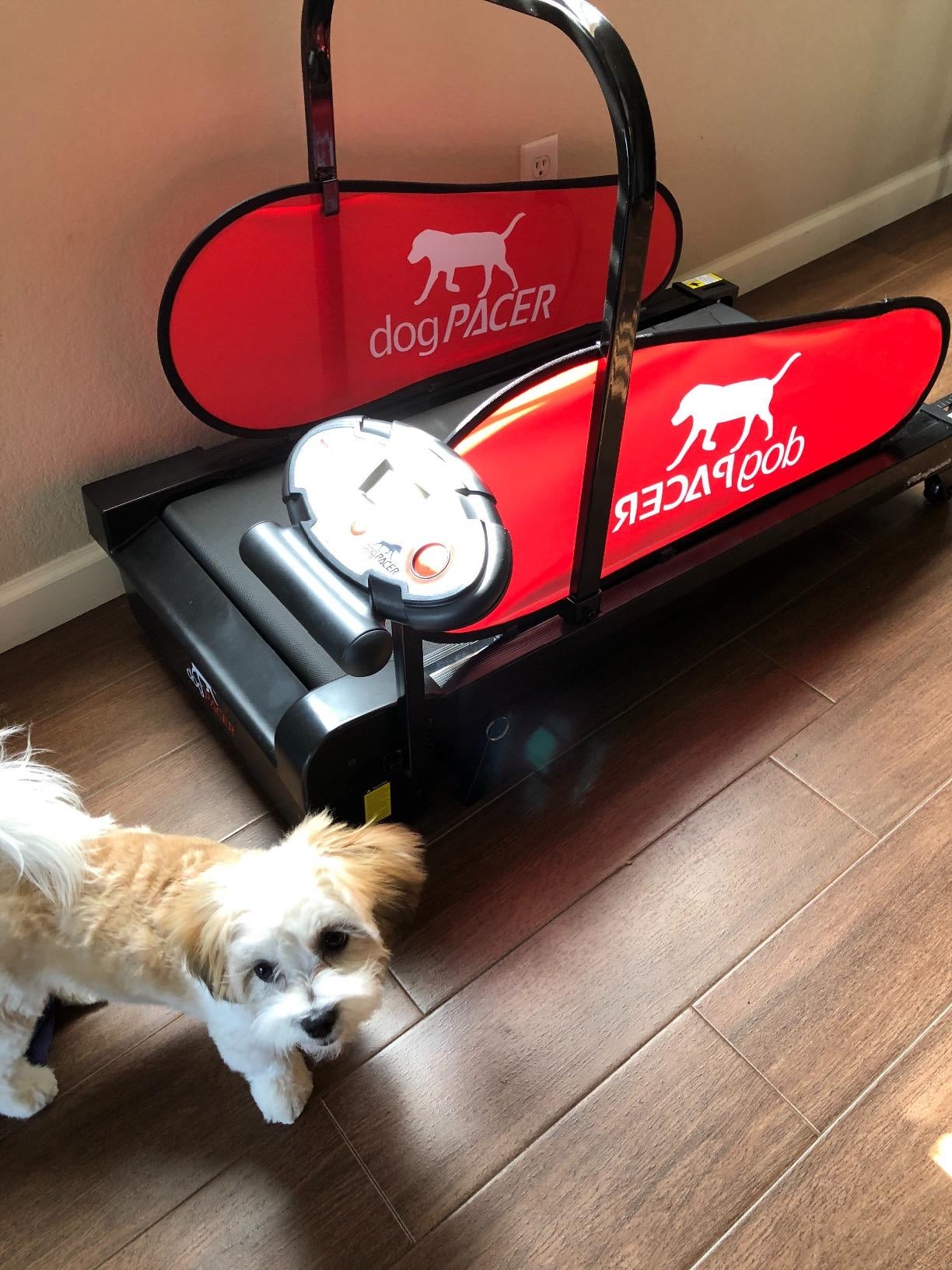 13 Best Treadmills For Dogs 2025