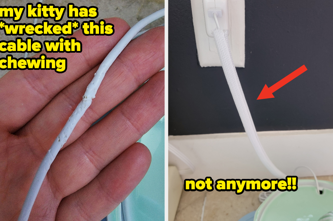 The Best Prime Day Pet Deals