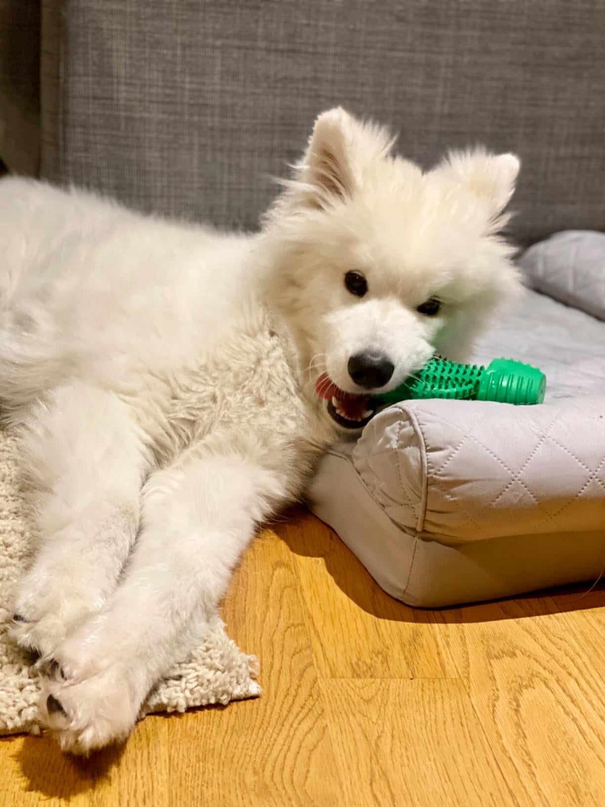 24 Useful Products For Your Dog