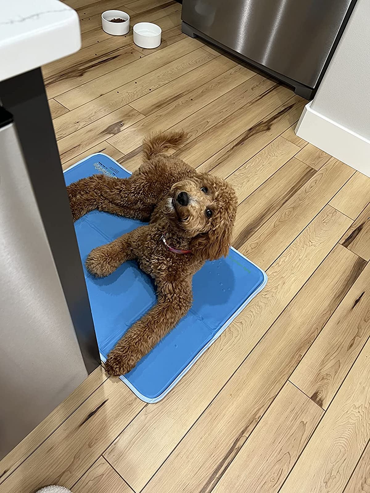 24 Useful Products For Your Dog