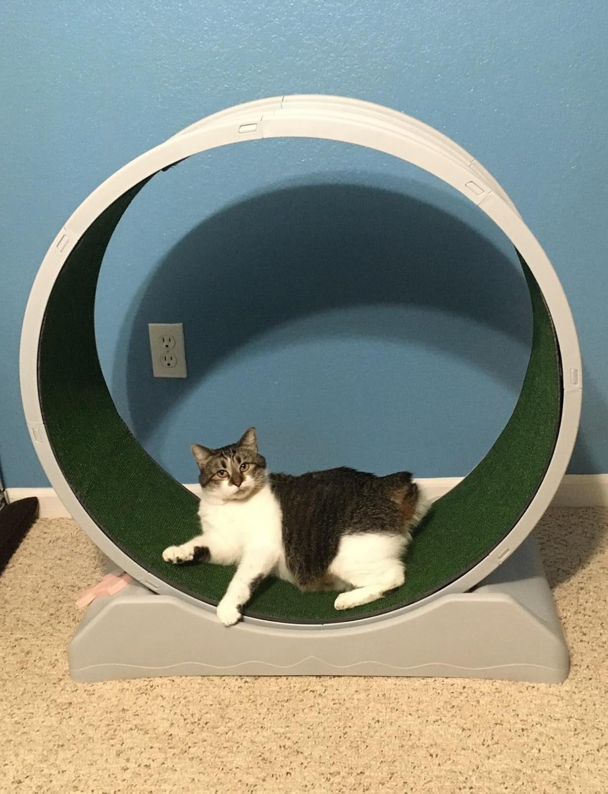 15 Best Cat Exercise Wheels Your Cat Will Love