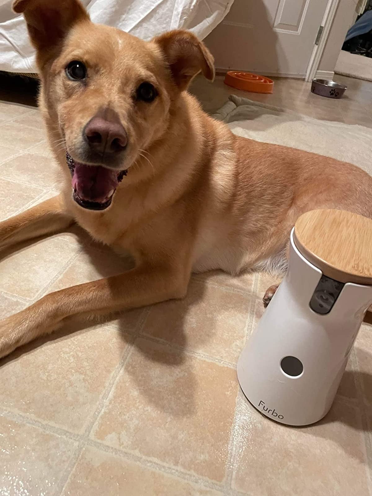 24 Useful Products For Your Dog