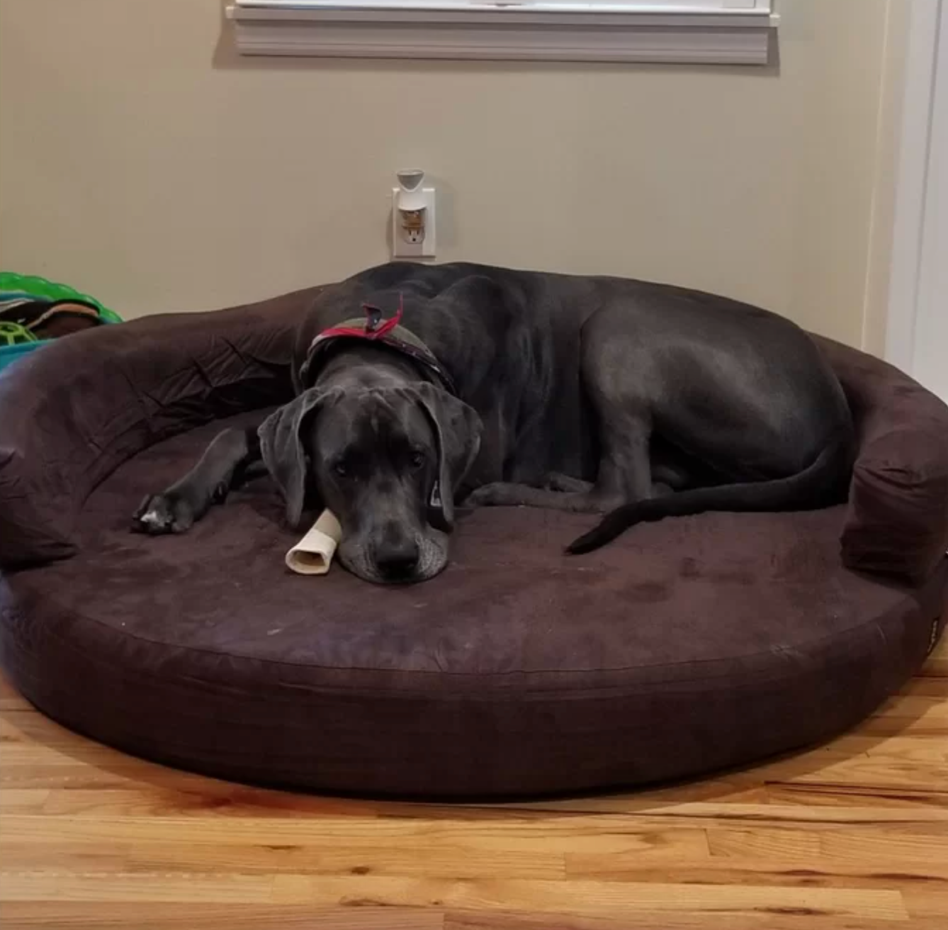 15 Best Large Dog Beds For Kingsize Canine Sleepytime