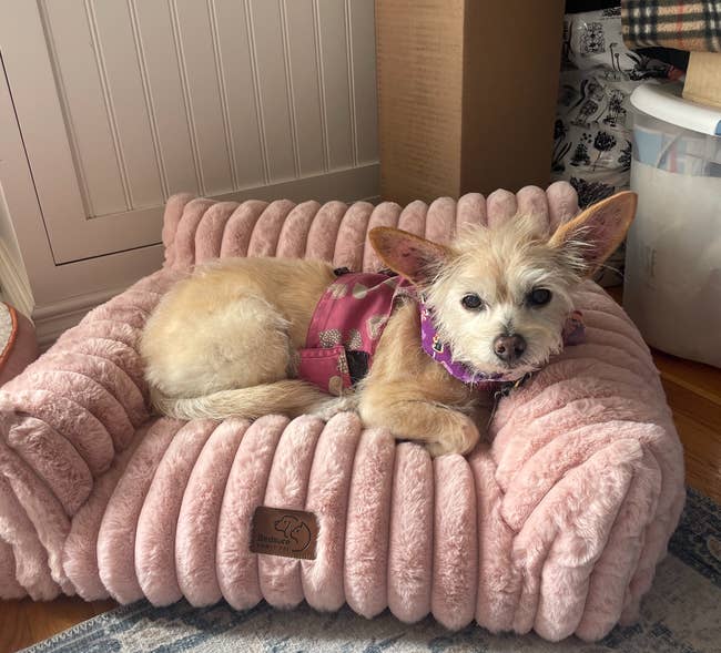 38 Pet Products For DINKWAD Couples (And Their Dog)