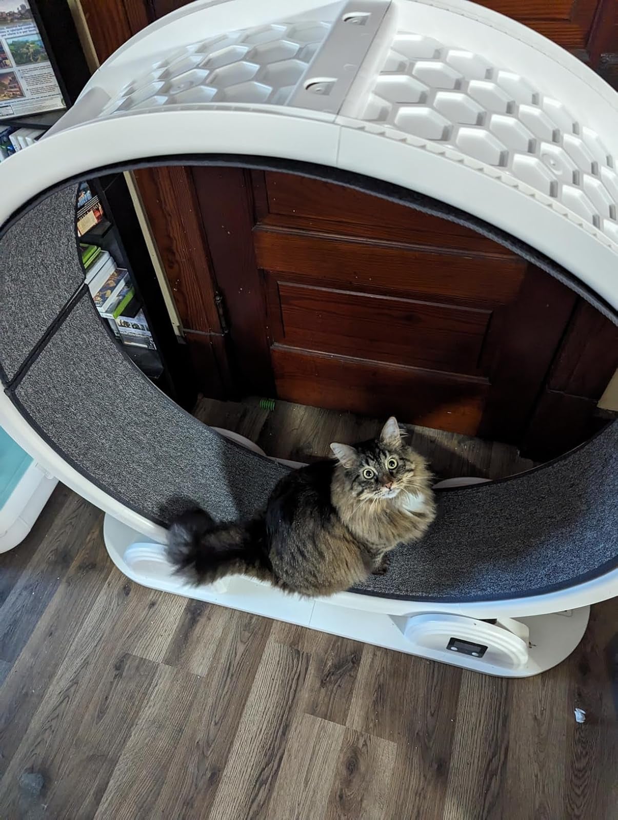 15 Best Cat Exercise Wheels Your Cat Will Love