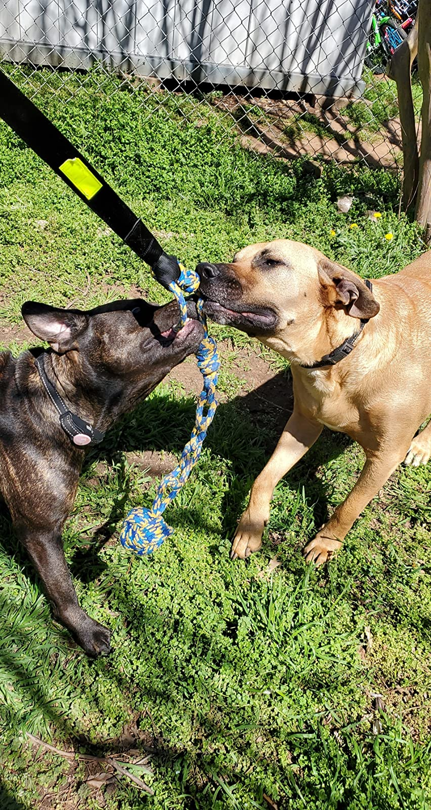 30 Products For Anyone Who Owns A Large Dog Over 100 Lbs.