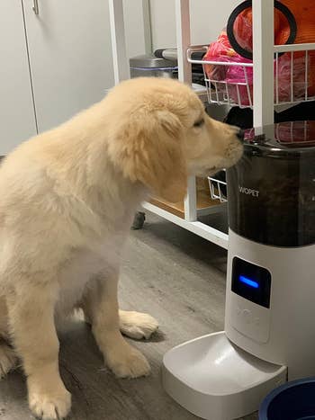 13 Best Automatic Dog Feeders So They Never Miss Dinner