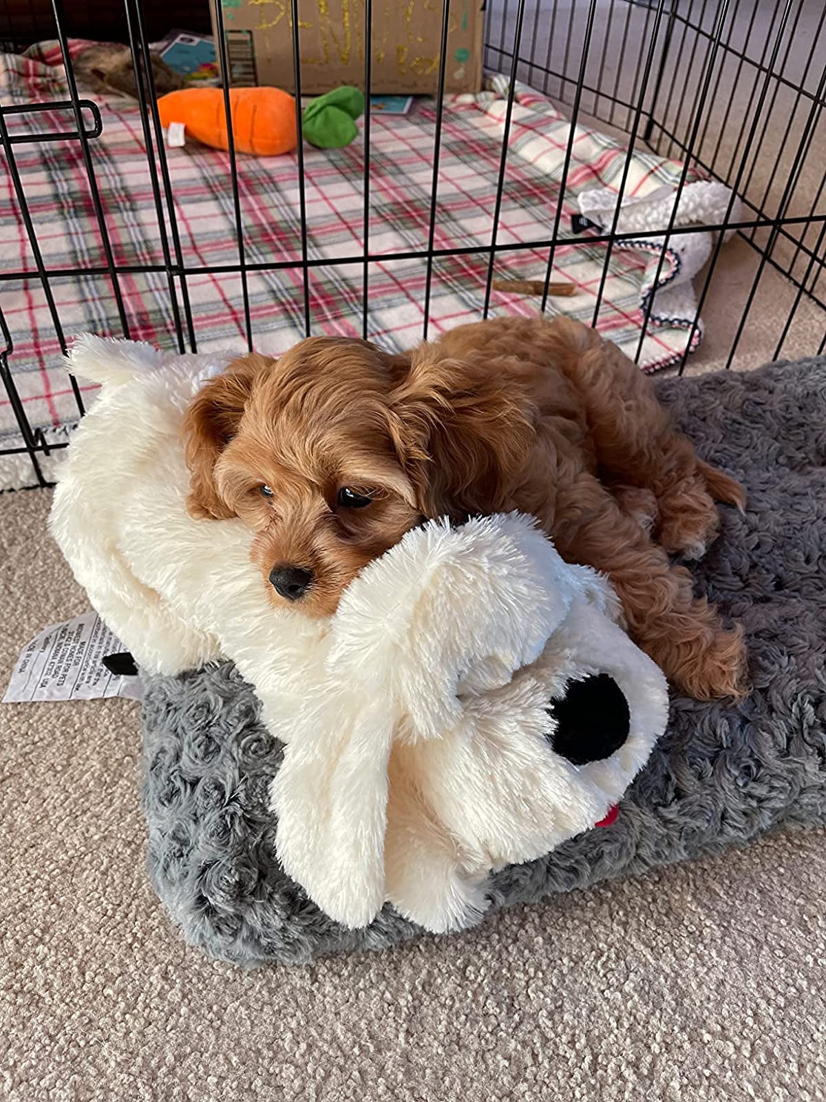 24 Useful Products For Your Dog