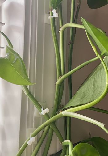 30 Problem-Solving Products For Beginner Plant Parents