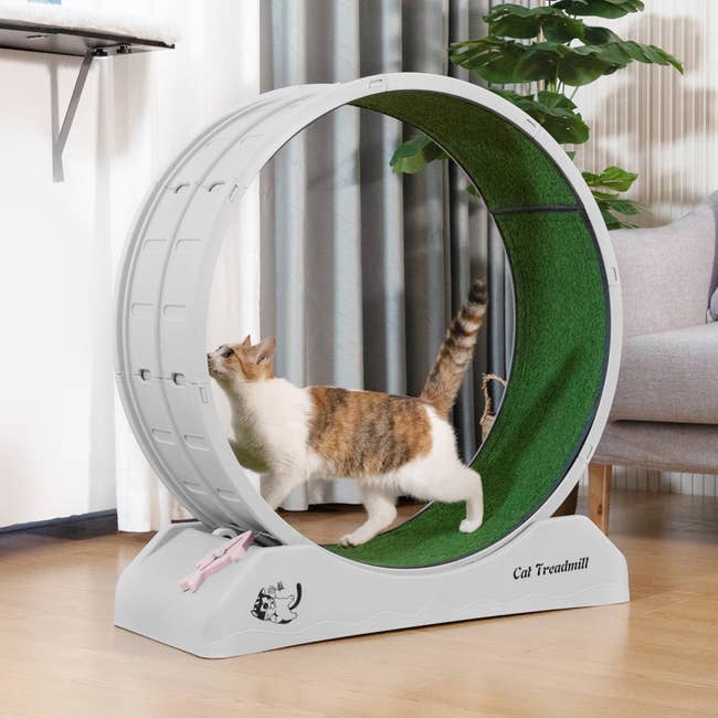 15 Best Cat Exercise Wheels Your Cat Will Love