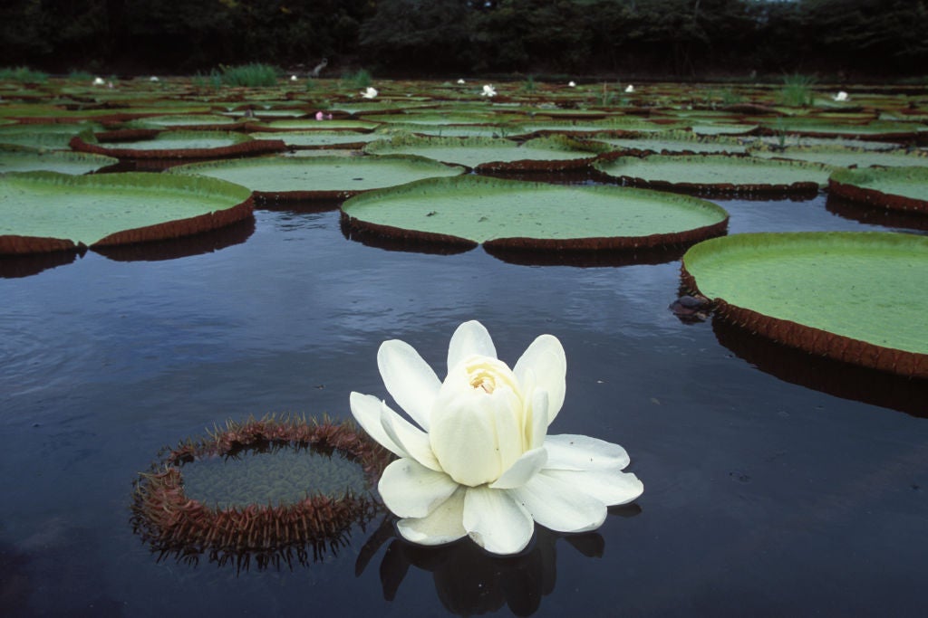 Guyana National Flower | Best Flower Site