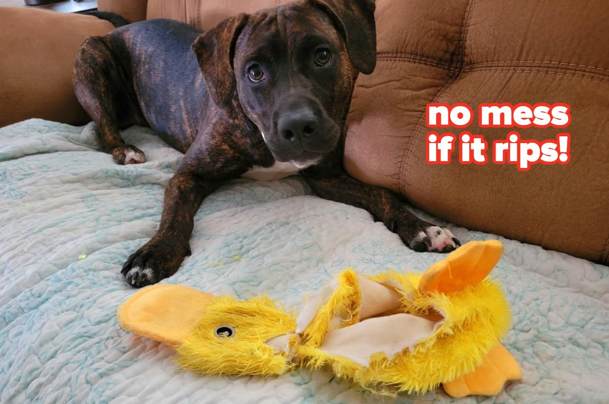 38 Pet Products For DINKWAD Couples (And Their Dog)