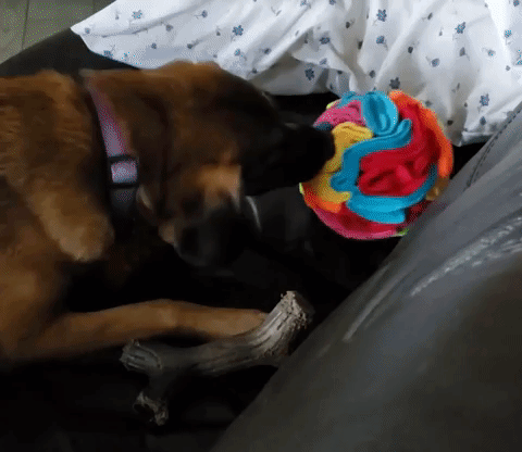 31 Things Your Pets Would Ask For If They Could Speak