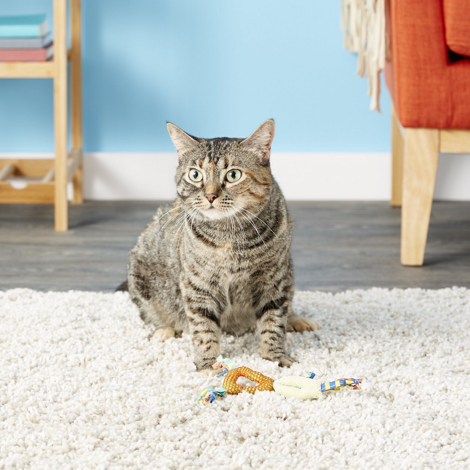 25 Things From Chewy That’ll Spoil Your Pet