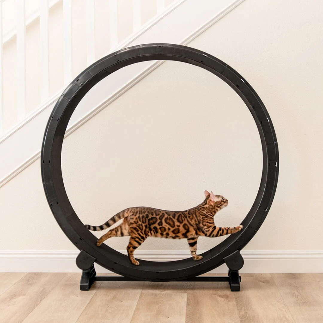 15 Best Cat Exercise Wheels Your Cat Will Love