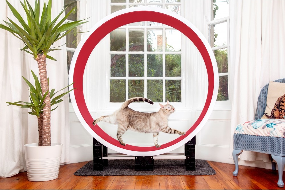 15 Best Cat Exercise Wheels Your Cat Will Love