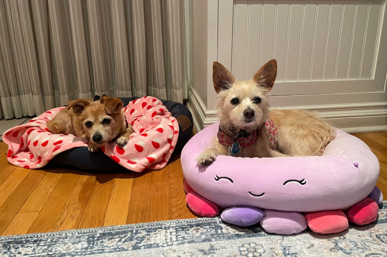 38 Pet Products For DINKWAD Couples (And Their Dog)