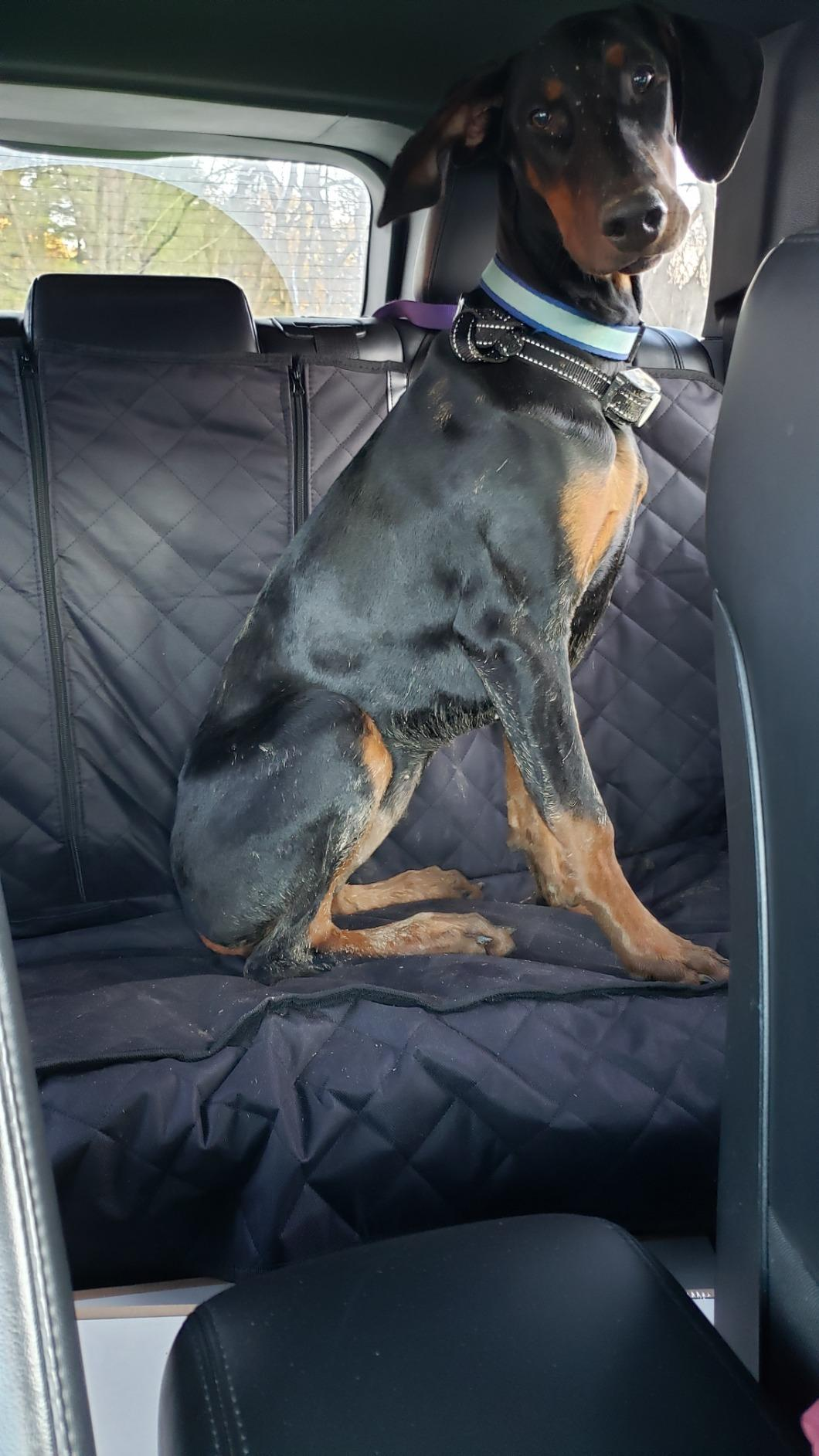 27 Handy Products That Come Highly Recommended By Reviewers With Big Dogs