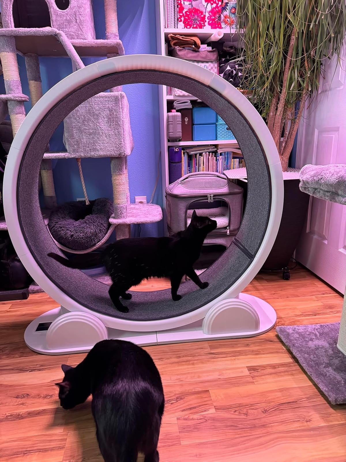 15 Best Cat Exercise Wheels Your Cat Will Love