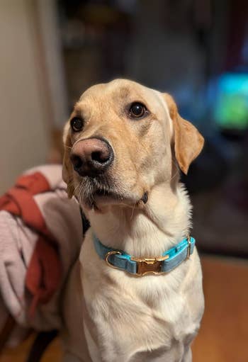 27 Personalized Dog Collars For Your Pup
