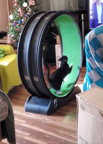 15 Best Cat Exercise Wheels Your Cat Will Love