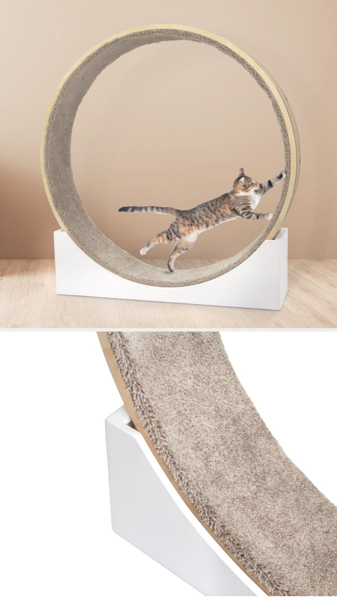 15 Best Cat Exercise Wheels Your Cat Will Love