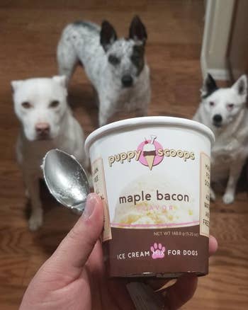 38 Adorable Budget-Friendly Pet Gifts