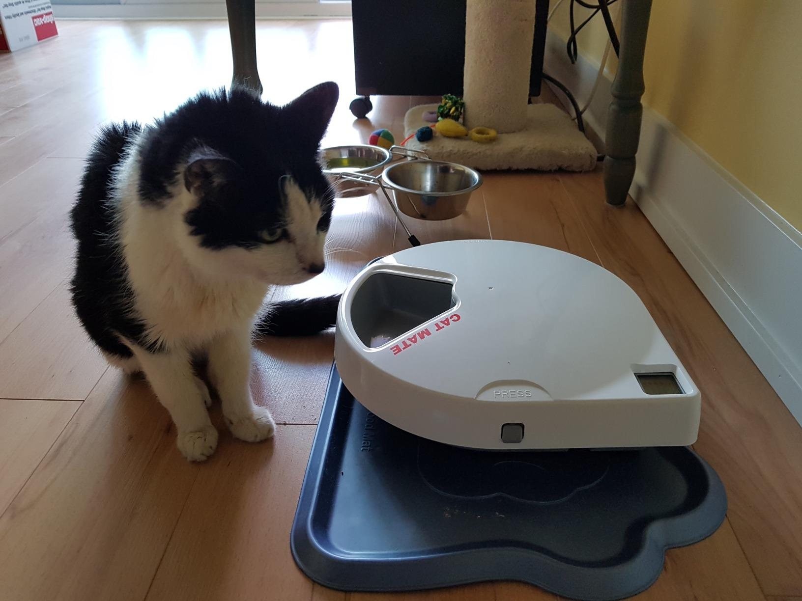 11 Best Automatic Cat Feeders For Consistent Mealtimes