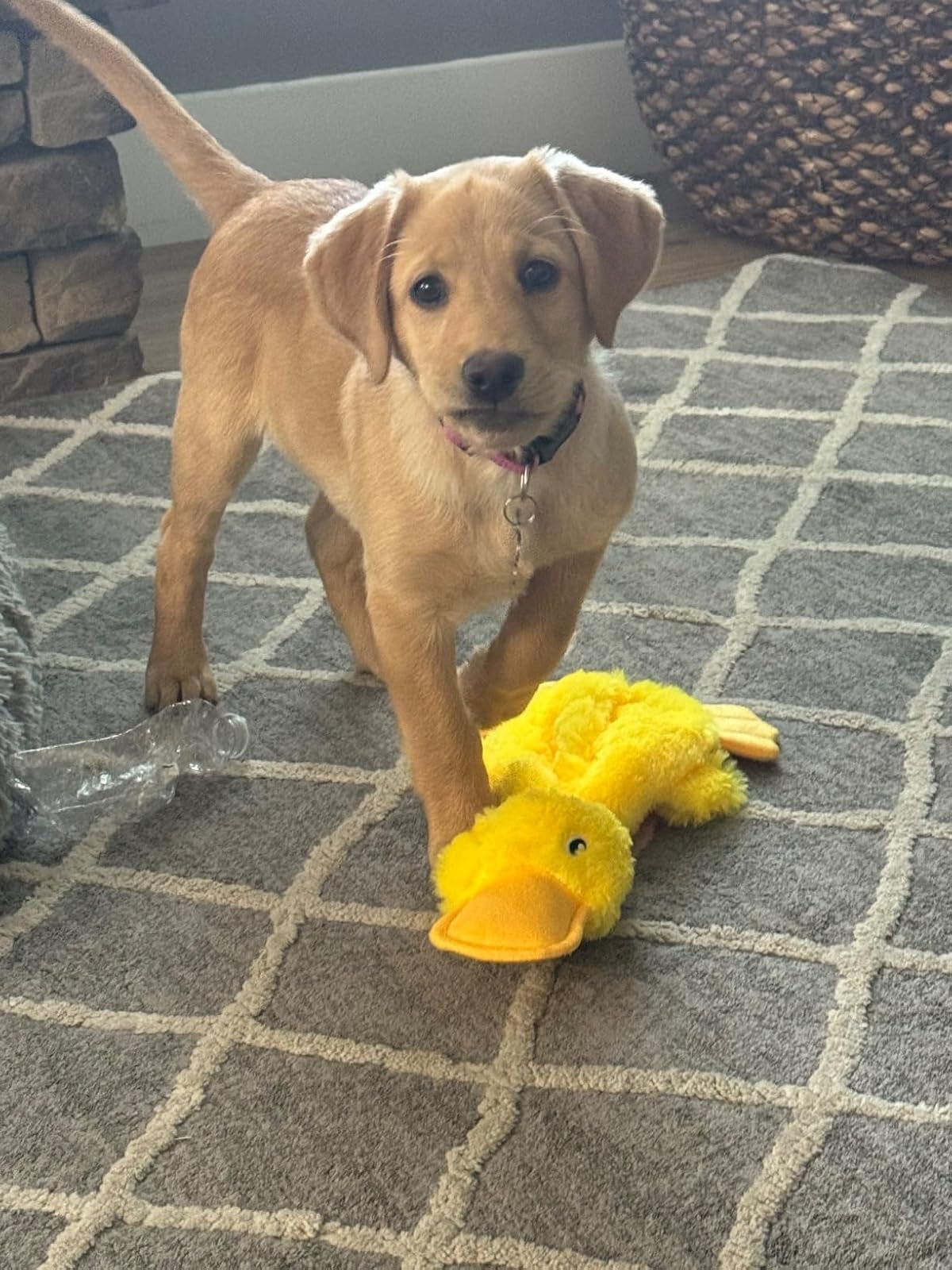 38 Pet Products For DINKWAD Couples (And Their Dog)