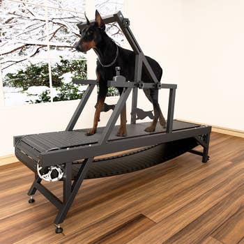 11 Best Treadmills For Dogs 2025