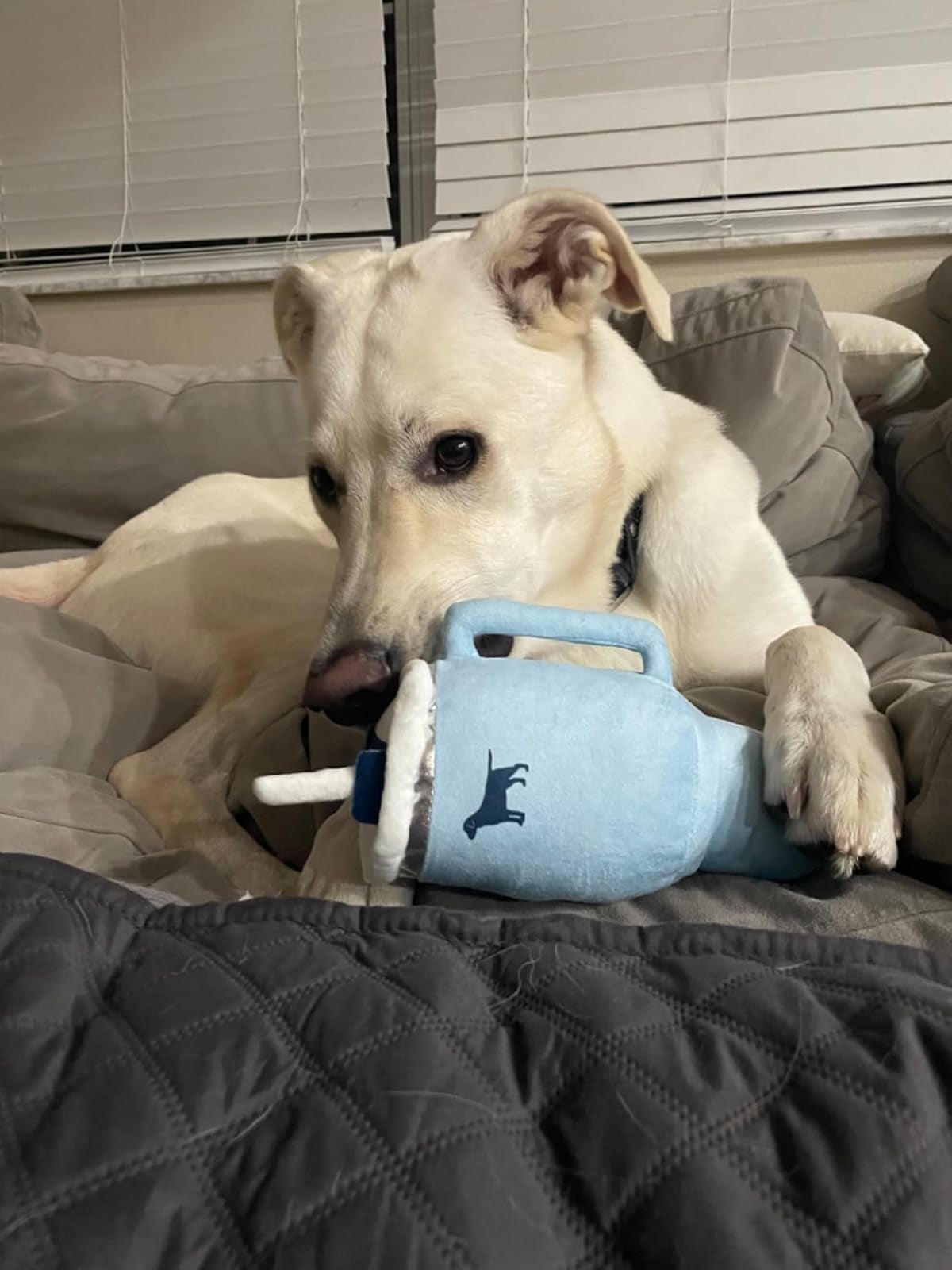 38 Pet Products For DINKWAD Couples (And Their Dog)