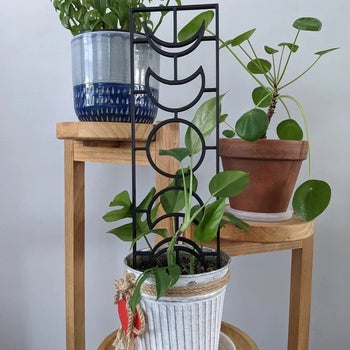 30 Problem-Solving Products For Beginner Plant Parents