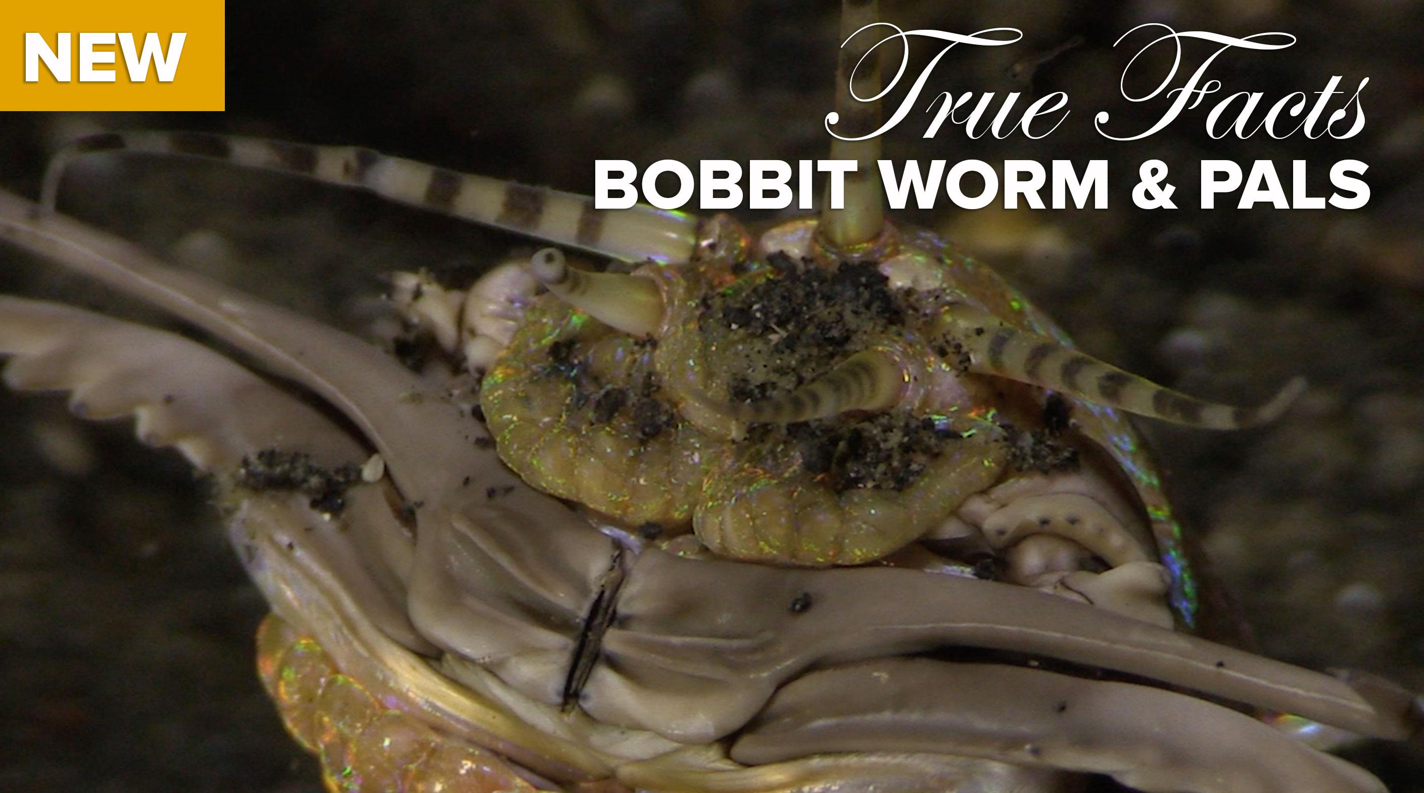 True Facts: Bobbit Worm and Polychaete Pals