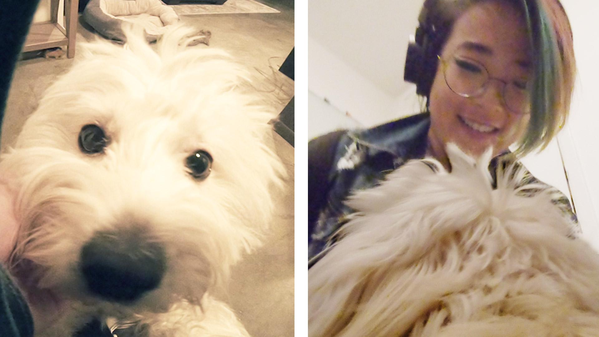 Dog Vs. Human: Coming Home