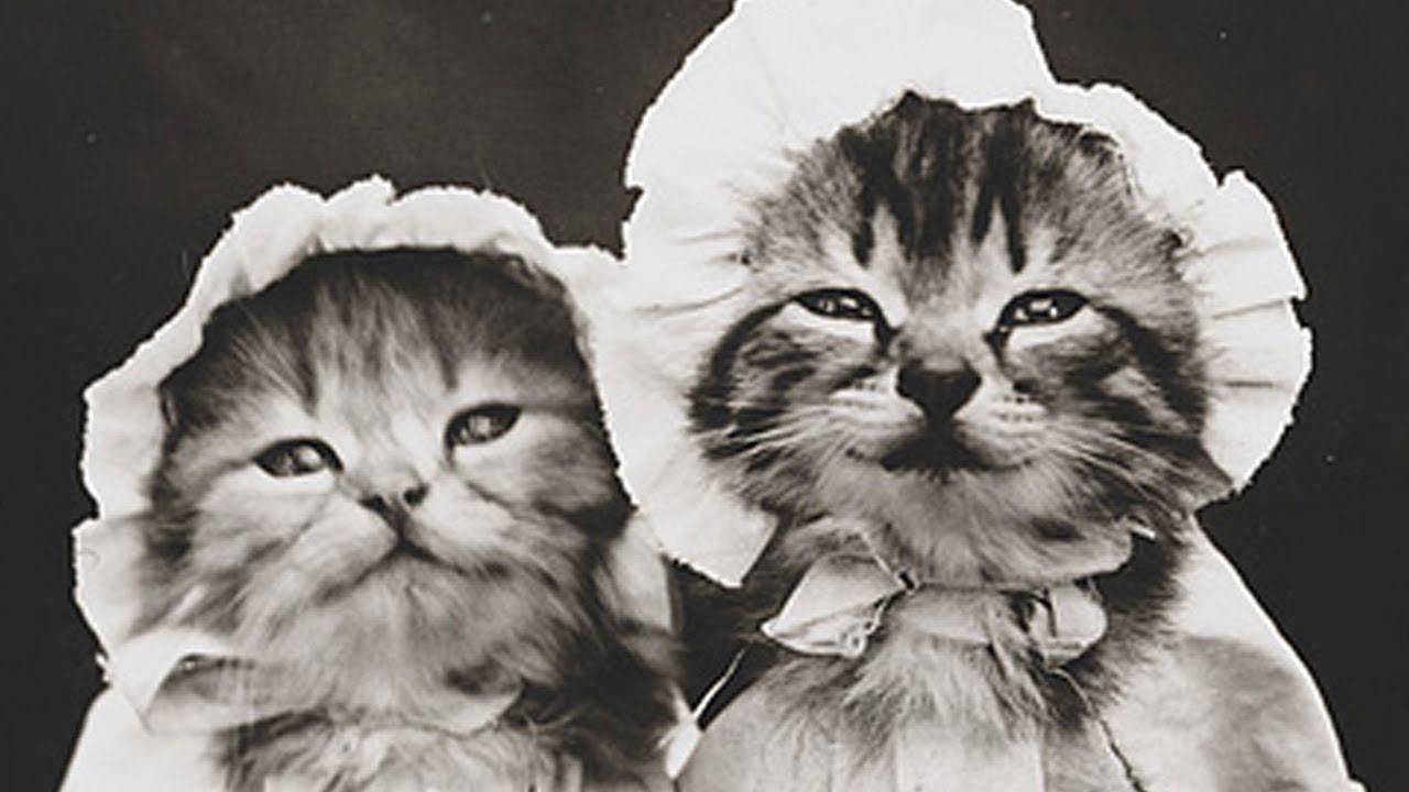 17 Cat Photos You Won't Believe Actually Exist