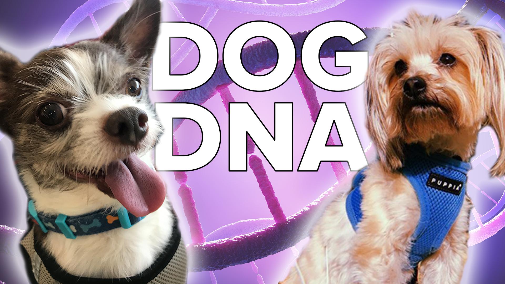 We DNA Tested Our Dogs