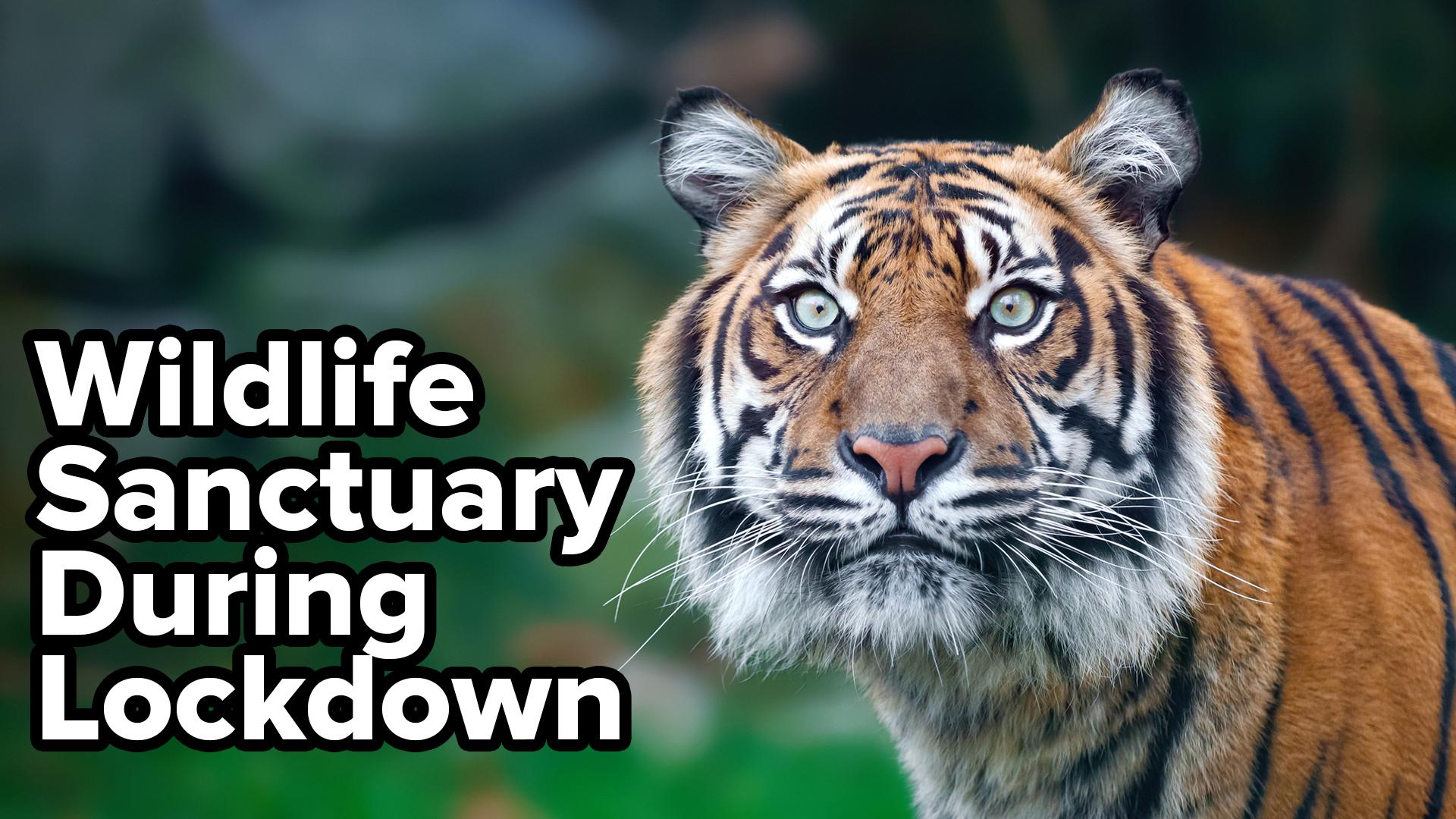 A Zoo During Lockdown