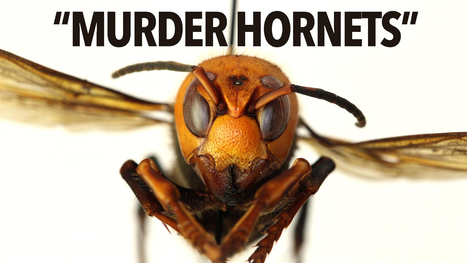 Everything You Need To Know About Murder Hornets In 6 Minutes