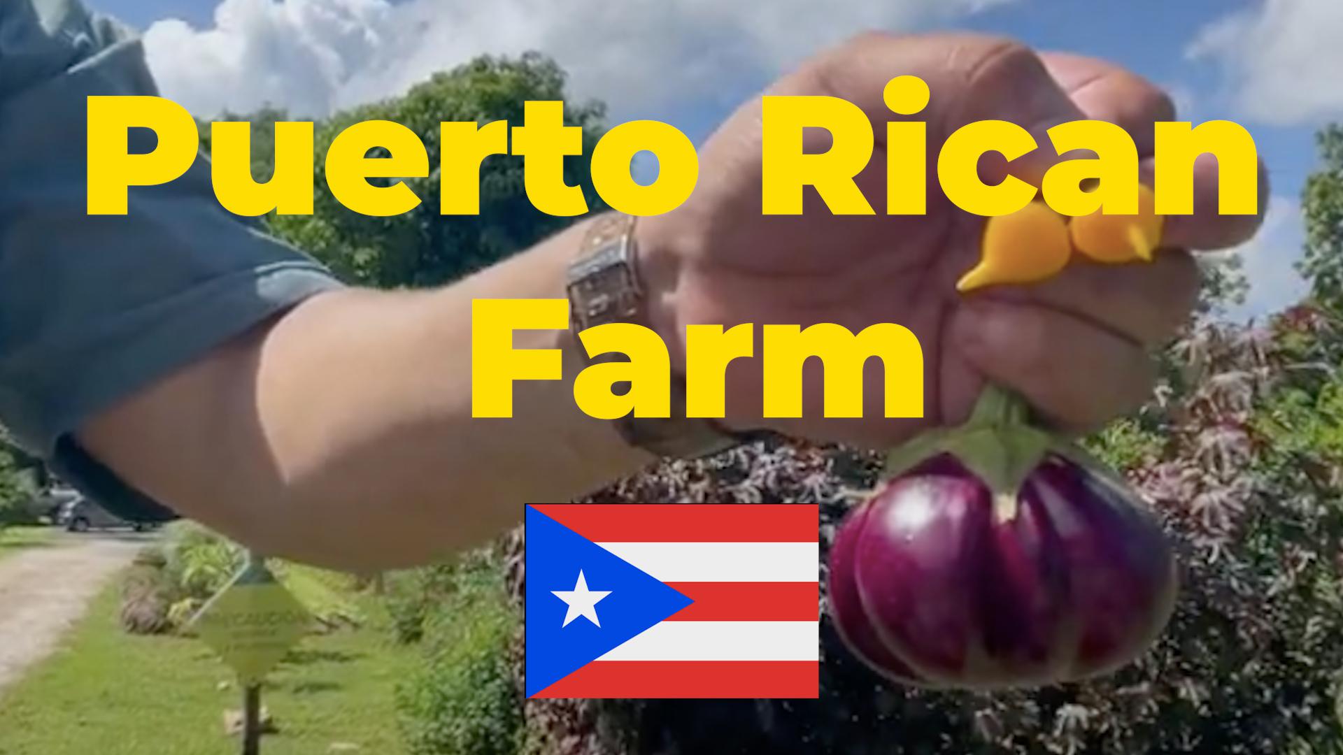 This Farm Can Help Change Puerto Rico Forever