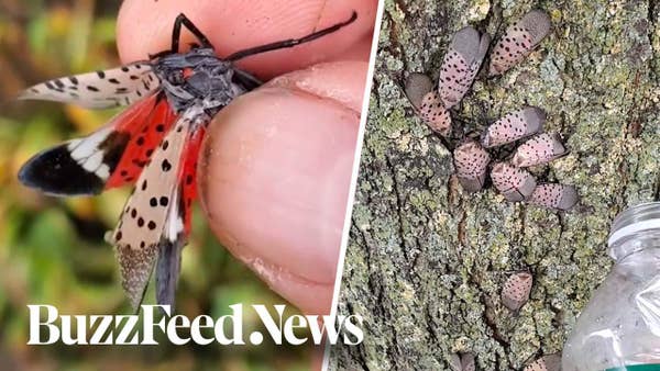 If You See This Bug, Squish It