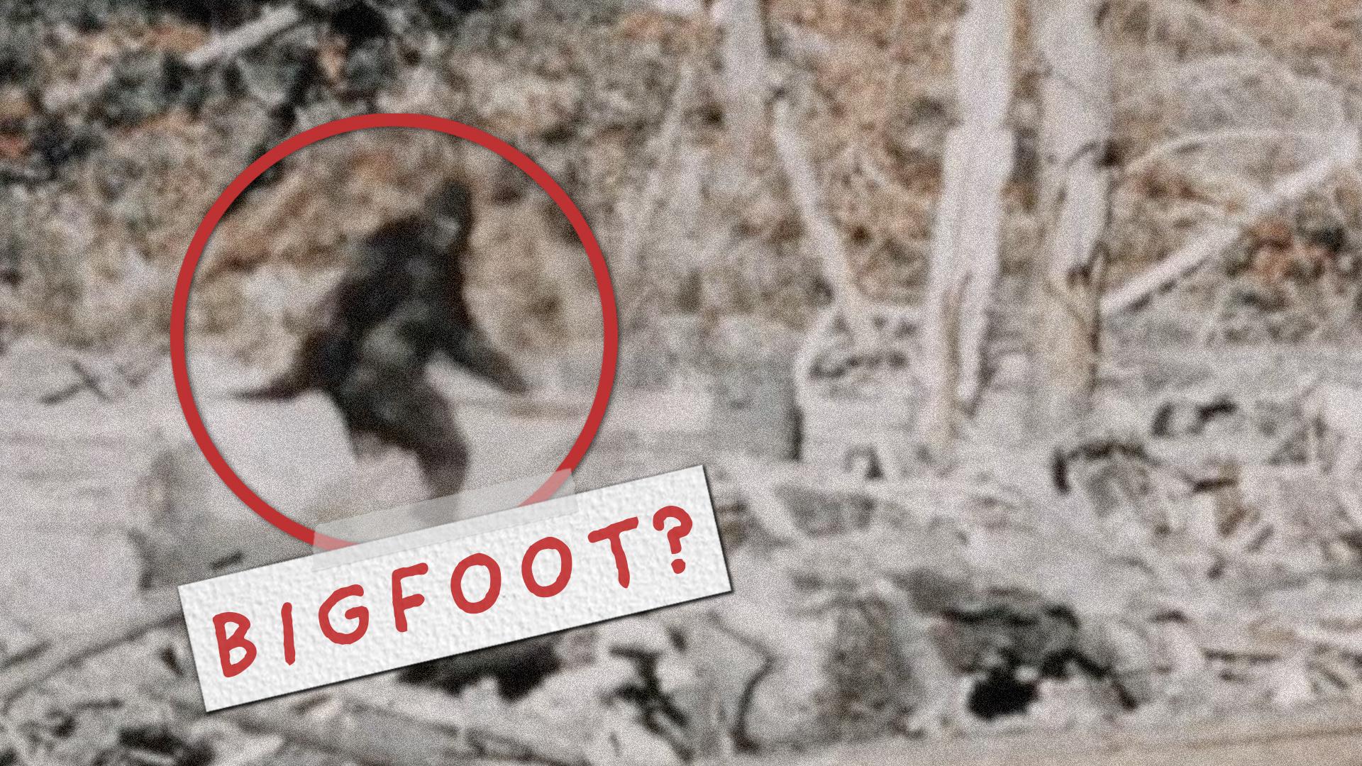 Real Bigfoot Footage