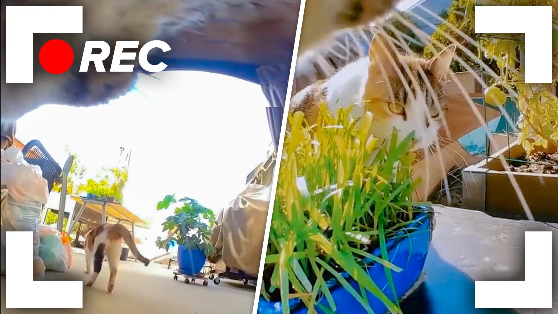 I Put A Camera On My Cat And This Is What Happened