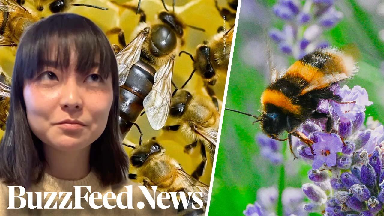 BuzzFeed News on BuzzFeed