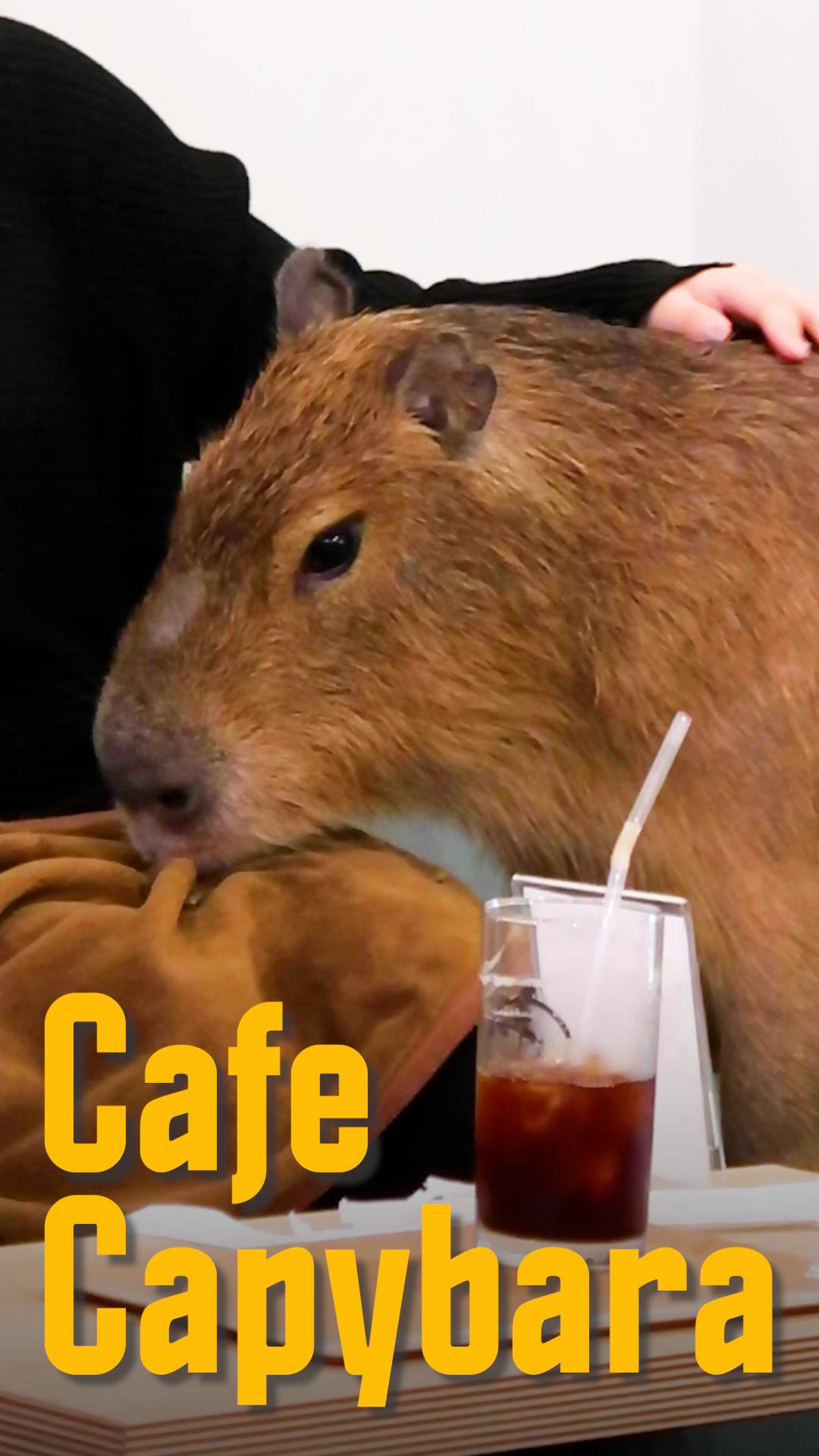Capybara Cafe